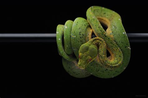 What To Expect In Python 38 Learning Actors