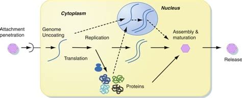 Viral Replication Lytic Vs Lysogenic Cycles