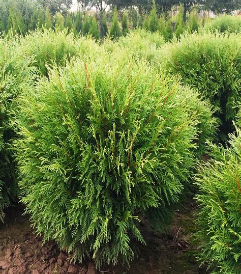 Туя западная Глобоза (Thuja occidentalis Globosa) - Интернет-магазин ...