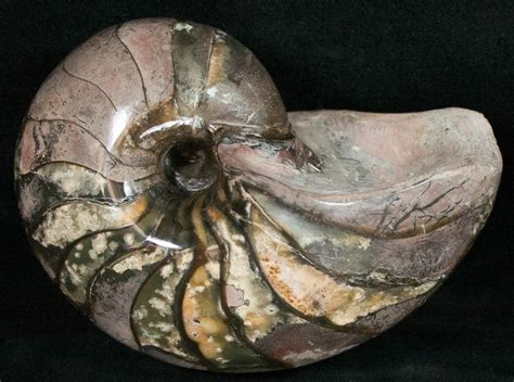 Beautiful 4 4 Nautilus Cenoceras Fossil France 10975 For Sale