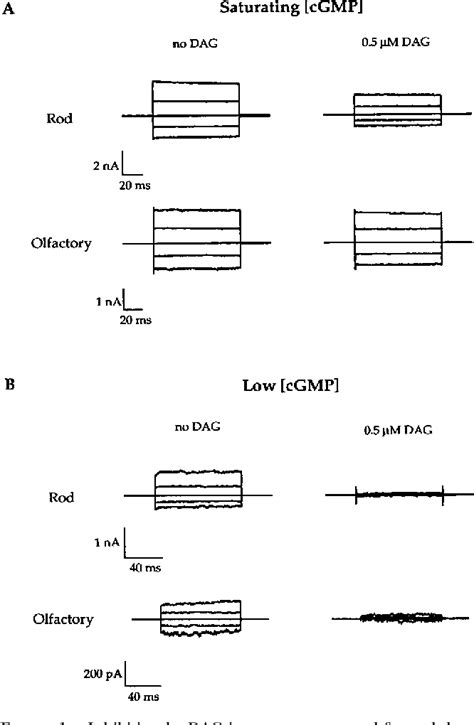 Figure 1 From Mechanism Of Inhibition Of Cyclic NucleotideGated Ion