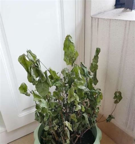 茉莉花叶子枯萎的原因及防治方法浅析茉莉花叶子枯萎的常见原因及相应对策 花植网