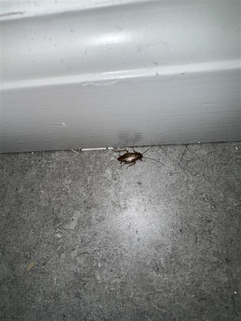 Cockroach Id Extermination Methods Rwhatsthisbug