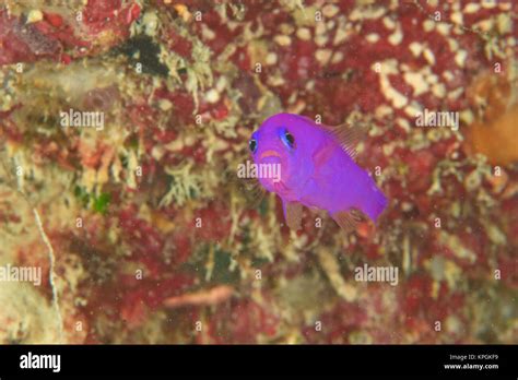 Purple Dottyback Pseudochromis Porphyreus Banda Sea Indonesia Stock Photo Alamy