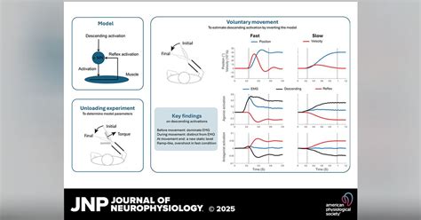 Jnp Podcasts Decoding Motor Control Estimating Descending Activation