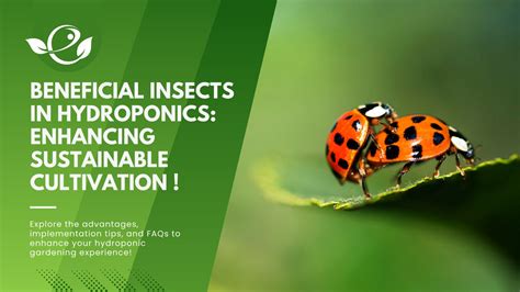 Beneficial Insects In Hydroponics Enhancing Sustainable Cultivation