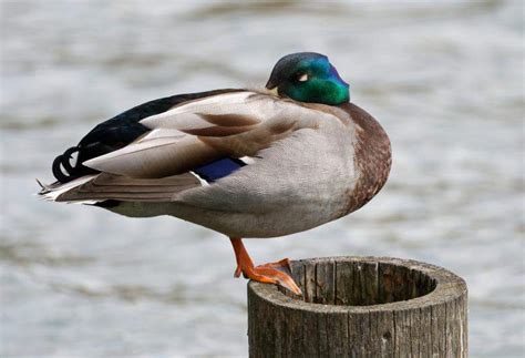 Where Do Ducks Sleep Understanding Duck Sleep Habits Symbolic Dreaming