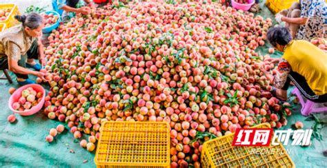 湖南道县：三夏时节农事忙腾讯新闻
