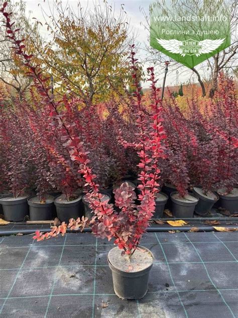 Berberis thunbergii 'Chocolate Summer', Барбарис Тунберга 'Чоклейт ...