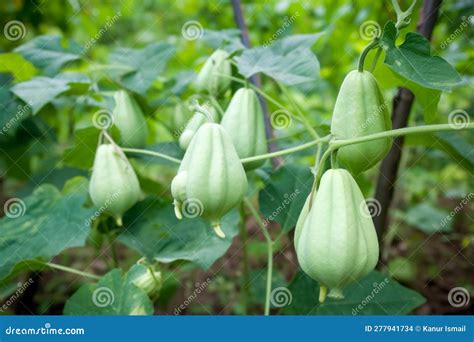 Fresh Chayote Plants In The Garden Stock Illustration Illustration Of