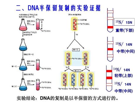 Dna半保留复制的实验证据[1] Word文档在线阅读与下载 无忧文档