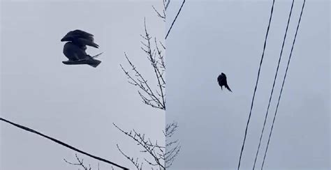 Bird Floating Mid Air Prompts Several Questions Videos Canada