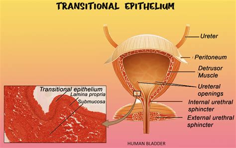 Transitional Epithelium Urinary Bladder