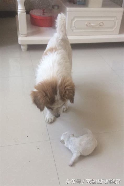 寵物狗在外面叼回一隻小奶狗，這算不算偷竊？ 每日頭條