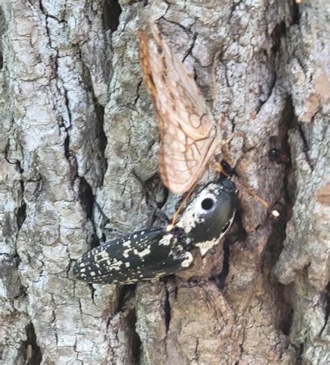 Need Help With Identification R Insects