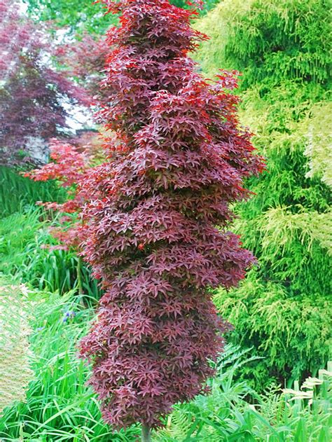 Maple Japanese Twomblys Red Sentinel
