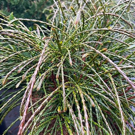 Thuja Plicata Whipcord Big Plant Nursery