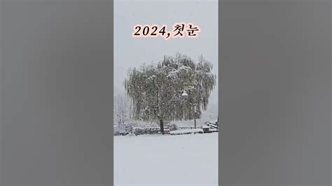 🚥2024첫눈 맞는 수양버들 나뭇잎~ ☃️ Youtube