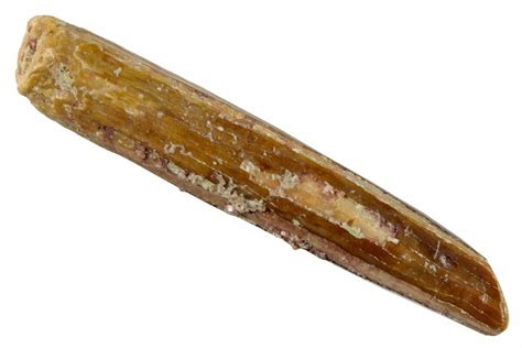 90 Fossil Sauropod Dinosaur Rebbachisaurus Tooth Morocco 267259