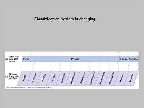 Chapter 12 Characterizing And Classifying Eukaryotes Five Major