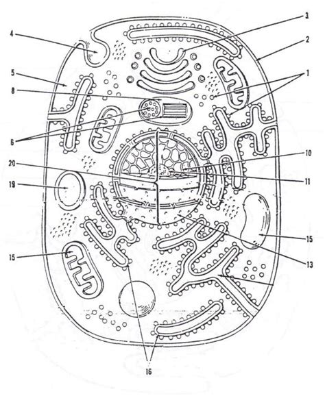 Diagram Of Cell Organelle Identification Quizlet