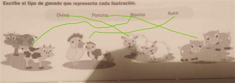 escribe el tipo de ganado que representa cada ilustración plis díganme