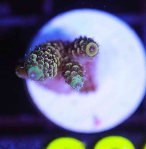 Wysiwyg Acropora Frag F220 Frag Box Corals