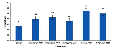Effect Of Trichoderma Isolates On Wheat Grain Weight The Main Effect Download Scientific