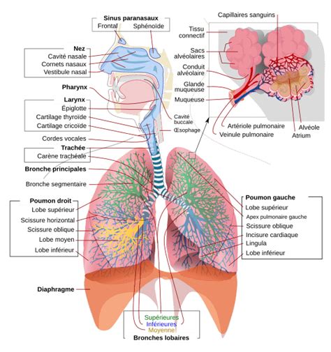 The Respiratory System Functions Organs And Diseases