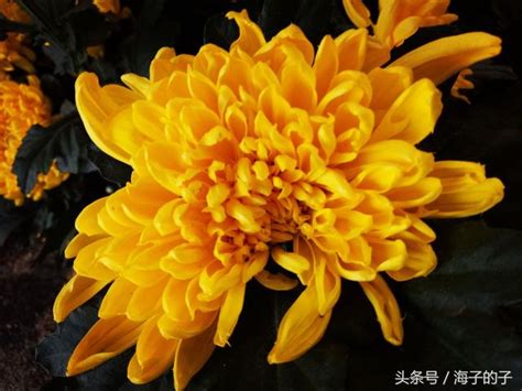 寧可抱香枝頭老不隨黃葉舞秋風秋菊之點絳唇 每日頭條