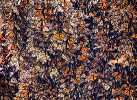 Monarch Butterfly Migration Mexico Monarch Butterfly Migration In
