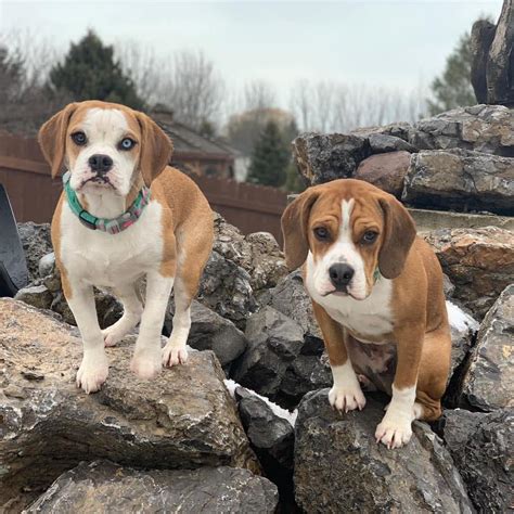 Auggie And Izzie Bea Bull Baybeeeez