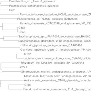 Unrooted Amino Acid Phylogenetic Tree Based On An Alignment Of The