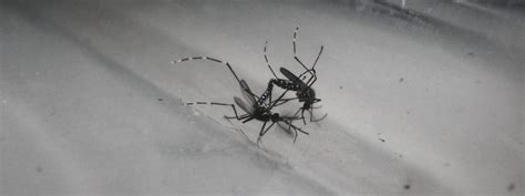 Large Male Mosquitoes Unluckier In Love Pearg