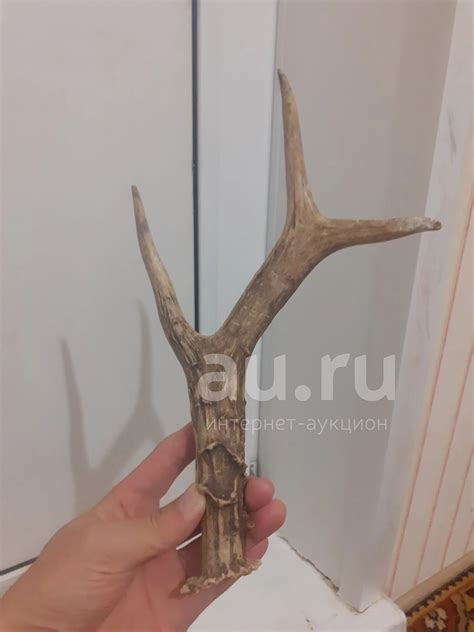 Рога — купить в Красноярске. Чучела животных, рога, шкуры на интернет ...