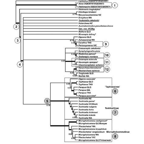 bayesian majority rule consensus tree resulting from the combined rdna