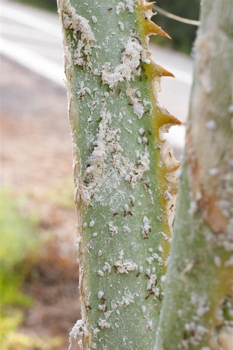 Mealybug On Leaf Figs Plant Aphid Insect Infestation Ficus Elastica