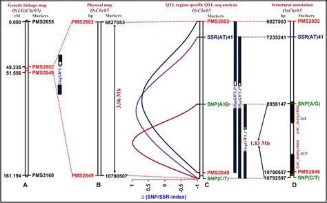 The Integration Of Genetic Linkage Map A With Physical B Map Of A