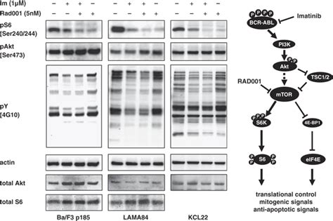 Downregulation Of S6 Ribosomal Protein Phosphorylation By Short Term