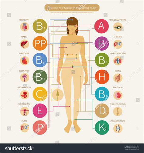 Role Vitamins Human Health Visual Scheme Stock Illustration 340547639