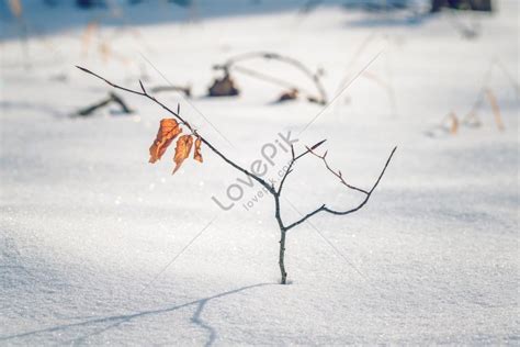 在寒冷的冬日早晨 一棵金色葉子的小山毛櫸樹孤立地站在雪地裡圖片素材 圖片尺寸10000 6670px 高清圖案352332570 zh
