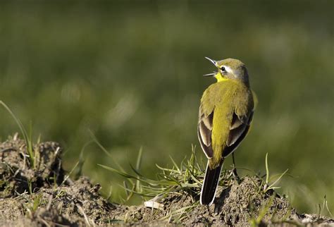 Vroege Vogels Foto Vogels Gele Kwikstaart