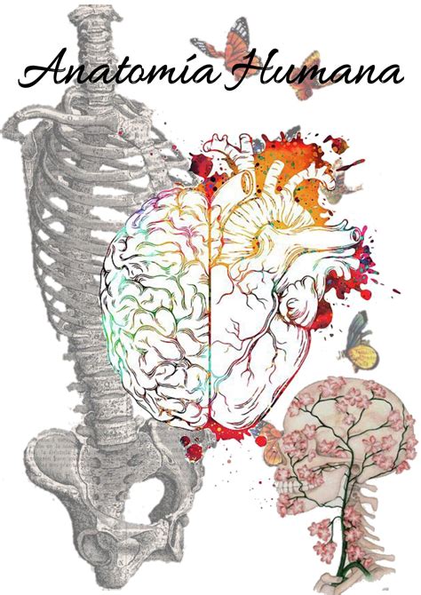 Carátula Anatomía Humana Dibujos Detallados Dibujos Dibujo