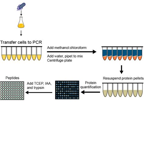 Chloroform Methanol Protein Extraction For Gram Negative Bacteria High