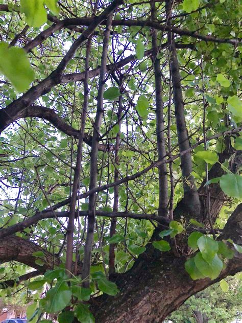 This Tree With Branches Growing Straight Up R Mildlyinteresting