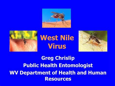 Ppt West Nile Virus Surveillance And Mosquito Biology Powerpoint