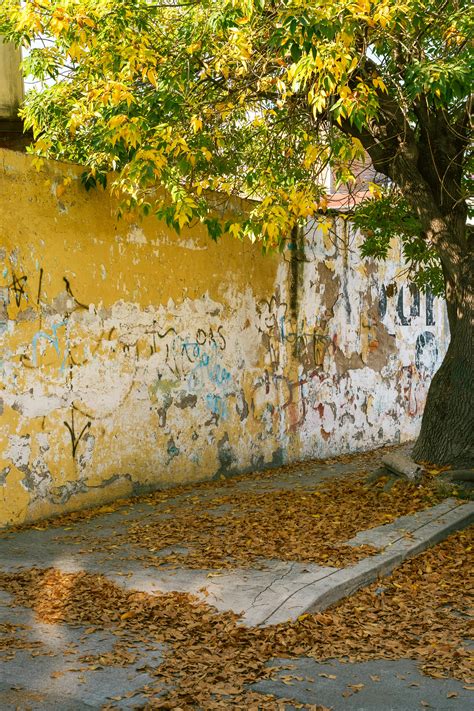 Tree Leaves Texture Photos Download The Best Free Tree Leaves Texture