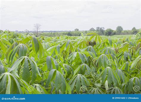 Cassava Plantation Royalty Free Stock Image 41519512
