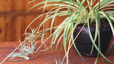 How To Propagate Spider Plants Using 3 Different Methods