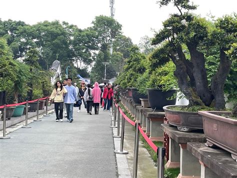 世园会上，川派盆景展现中国意蕴 新华网客户端